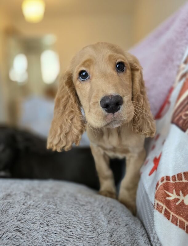 Golden Cocker Spaniel Puppies For Sale | Cocker Spaniel Owners