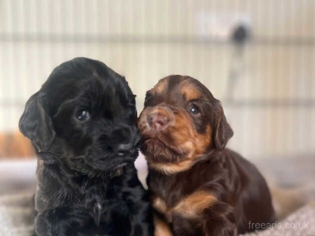 Cocker Spaniel Puppies For Sale In Scotland | Cocker Spaniel Owners