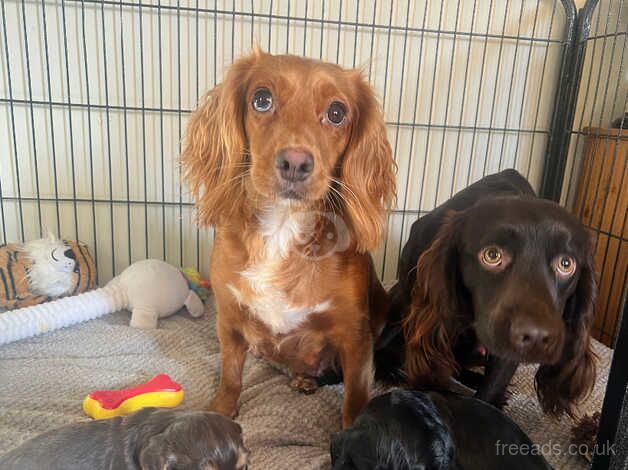 Cocker Spaniel Puppies For Sale In Scotland | Cocker Spaniel Owners