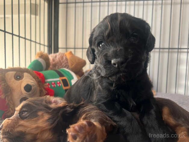Cocker Spaniel Puppies For Sale In Scotland | Cocker Spaniel Owners