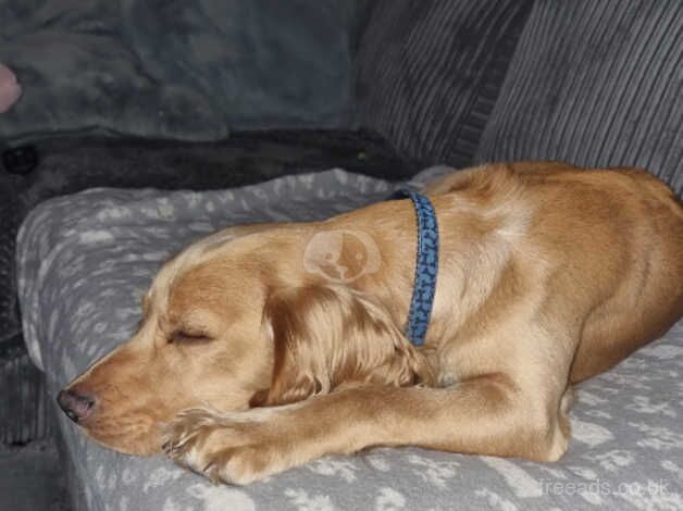 Cocker Spaniel Puppies For Sale | Cocker Spaniel Owners