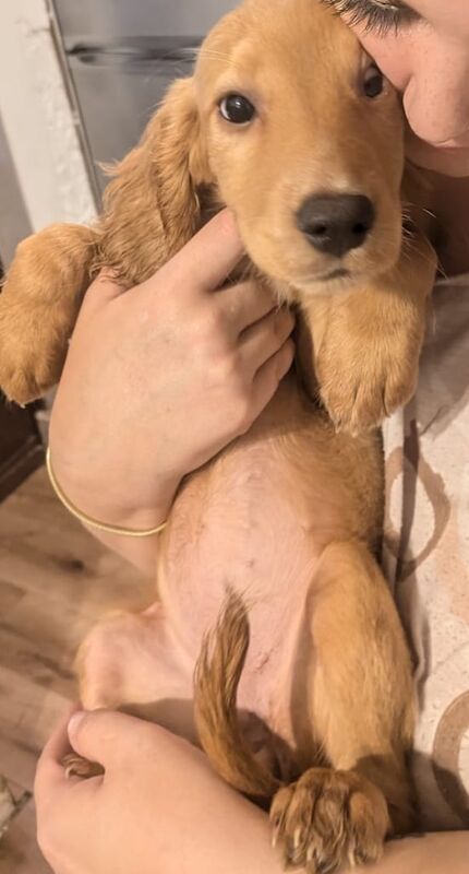 Kennel Club Registered Golden Cocker Spaniel Puppies For Sale | Cocker ...