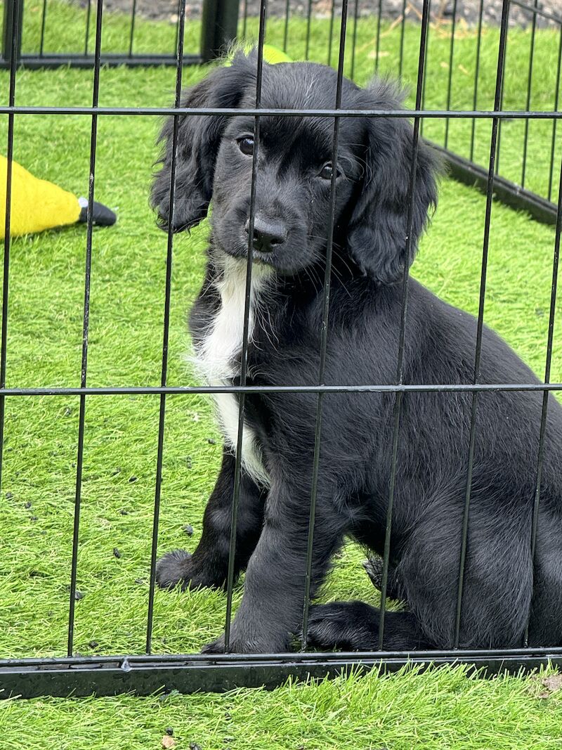 Working Cocker Spaniel Puppies For Sale | Cocker Spaniel Owners