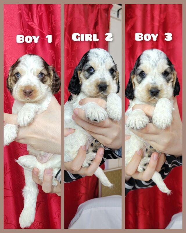 Show Cocker Spaniel Puppies For Sale | Cocker Spaniel Owners