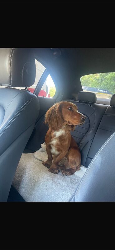 Cocker Spaniel Puppies For Sale In Abergavenny, Gwent | Cocker Spaniel ...