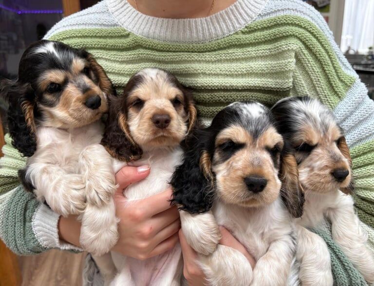 Kennel Club Registered Blue Roan Cocker Spaniel Puppies For Sale ...