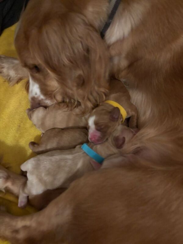 Kennel Club Registered Golden Cocker Spaniel Puppies For Sale | Cocker ...