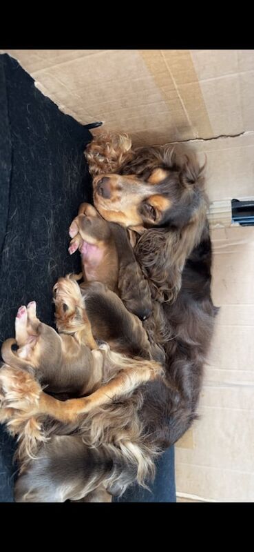 Working Cocker Spaniel Puppies For Sale | Cocker Spaniel Owners