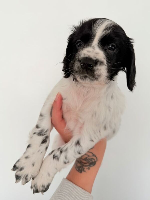 8 Week Old Male Cocker - Cocker Spaniel Puppies For Sale in Hebburn ...