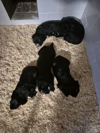 Cocker Spaniel Puppies For Sale | Cocker Spaniel Owners