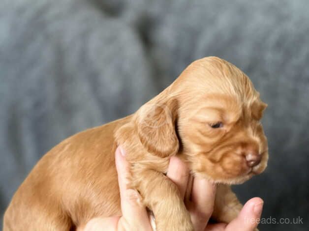 Show Cocker Spaniel Puppies For Sale | Cocker Spaniel Owners