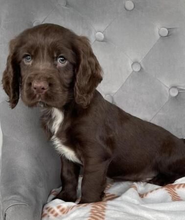 Results Page 2 For Show Cocker Spaniel Puppies For Sale | Cocker ...