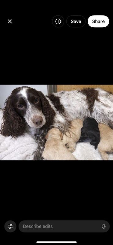 Cocker Spaniel Puppies For Sale In Queensferry, Edinburgh | Cocker ...