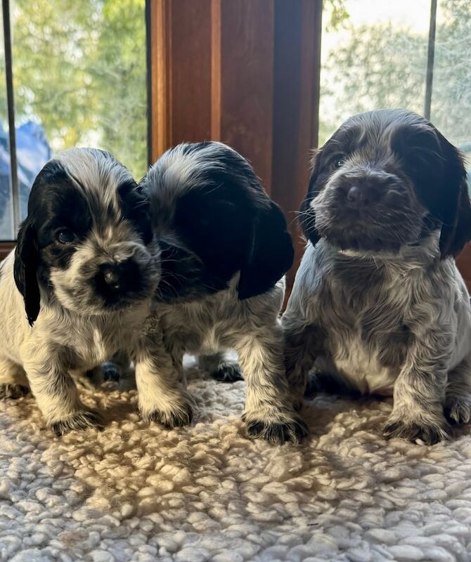 Blue Roan Cocker Spaniel Puppies For Sale | Cocker Spaniel Owners