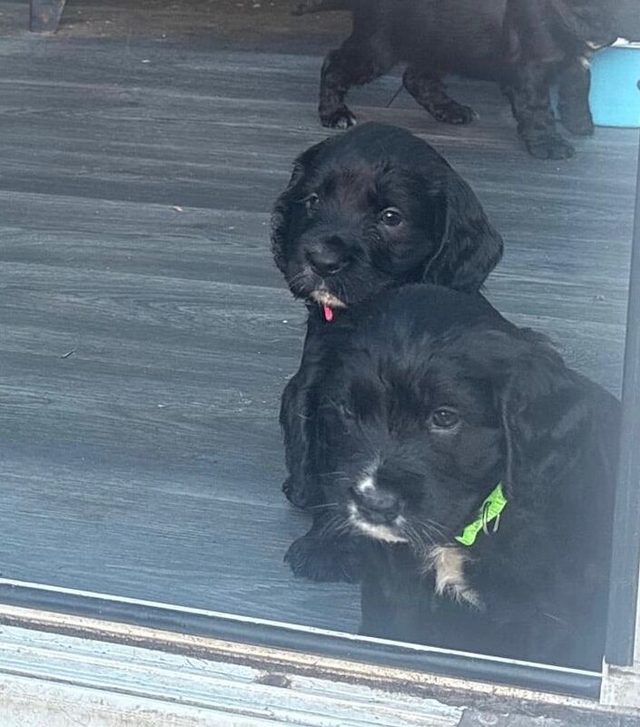 Beautiful Cocker Spaniels - Cocker Spaniel Puppies For Sale in Stafford ...