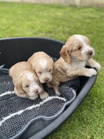 Cocker Spaniel Puppies For Sale | Cocker-spaniel-owners.co.uk