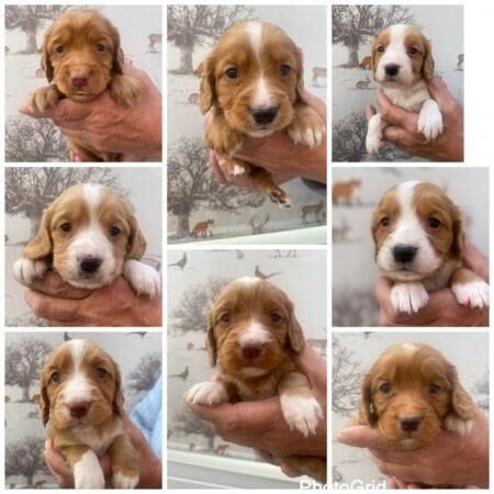 Kennel Club Registered Cocker Spaniel Puppies For Sale | Cocker Spaniel ...