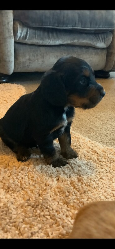 Beautiful Litter Of Cocker Spaniel For Sale in Reading, Berkshire ...