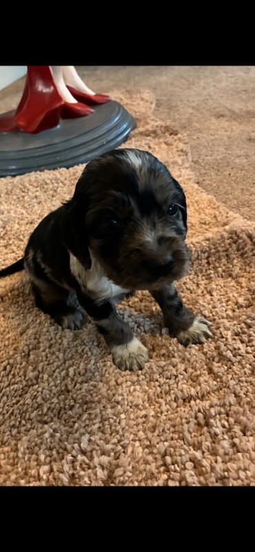Beautiful Litter Of Cocker Spaniel For Sale in Reading, Berkshire ...