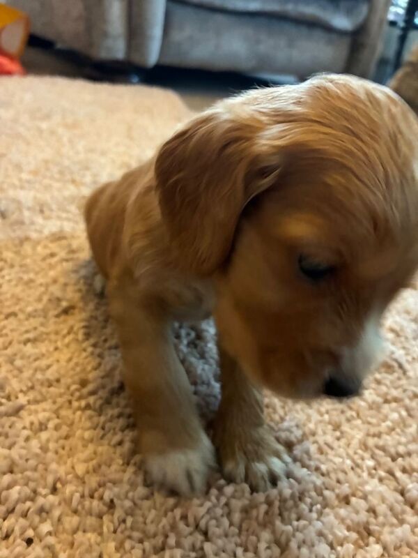 Beautiful Litter Of Cocker Spaniel For Sale in Reading, Berkshire ...