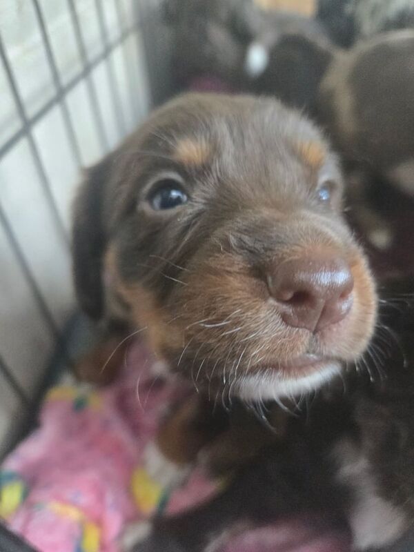 Cocker Spaniel Puppies For Sale In Scotland | Cocker Spaniel Owners