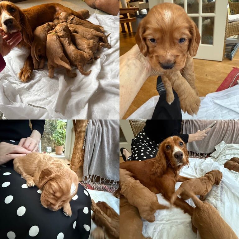 Kennel Club Registered Cocker Spaniel Puppies For Sale | Cocker Spaniel ...