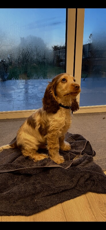 Show Cocker Spaniel Puppies For Sale | Cocker Spaniel Owners