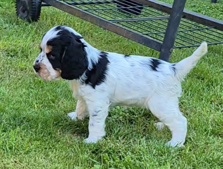 Show Cocker Spaniel Puppies For Sale | Cocker Spaniel Owners