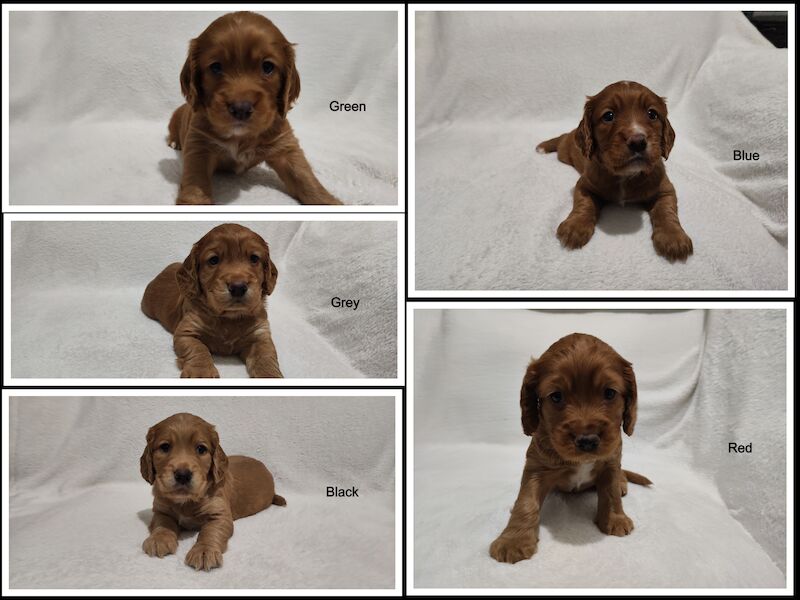 Working Cocker Spaniel Puppies For Sale | Cocker Spaniel Owners