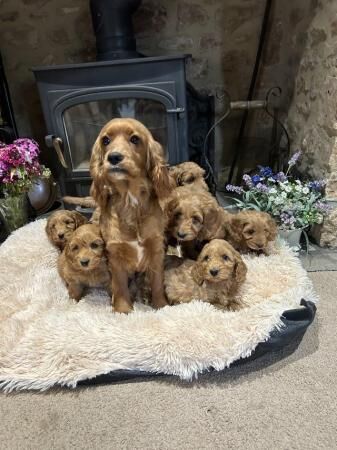 Show Cocker Spaniel Puppies For Sale | Cocker Spaniel Owners