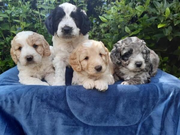 Cocker Spaniel Puppies For Sale | Cocker-spaniel-owners.co.uk