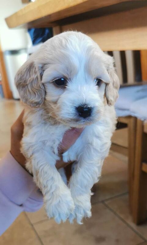 Kennel Club Registered Golden Cocker Spaniel Puppies For Sale | Cocker ...