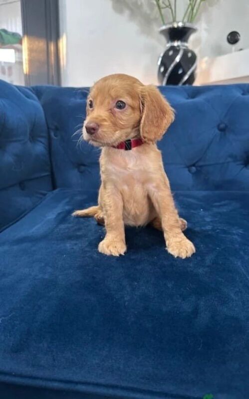 Kennel Club Registered Golden Cocker Spaniel Puppies For Sale | Cocker ...