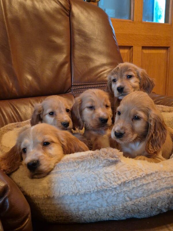 Kennel Club Registered Golden Cocker Spaniel Puppies For Sale | Cocker ...