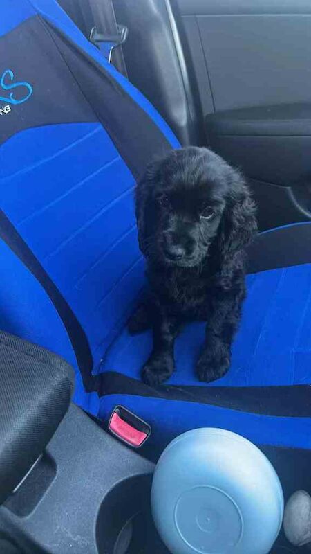 Cocker Spaniel Puppy For Sale in Burtonwood, Cheshire | Cocker Spaniel ...