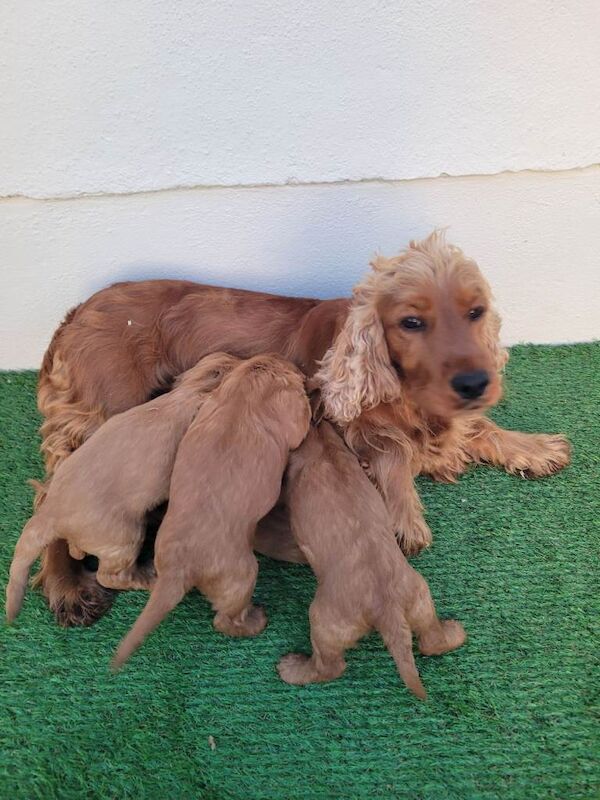 Show Cocker Spaniel Puppies For Sale From Private Sellers | Cocker ...