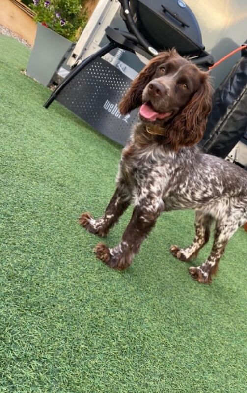 Cocker Spaniel Puppies For Sale From Private Sellers Under £665 ...