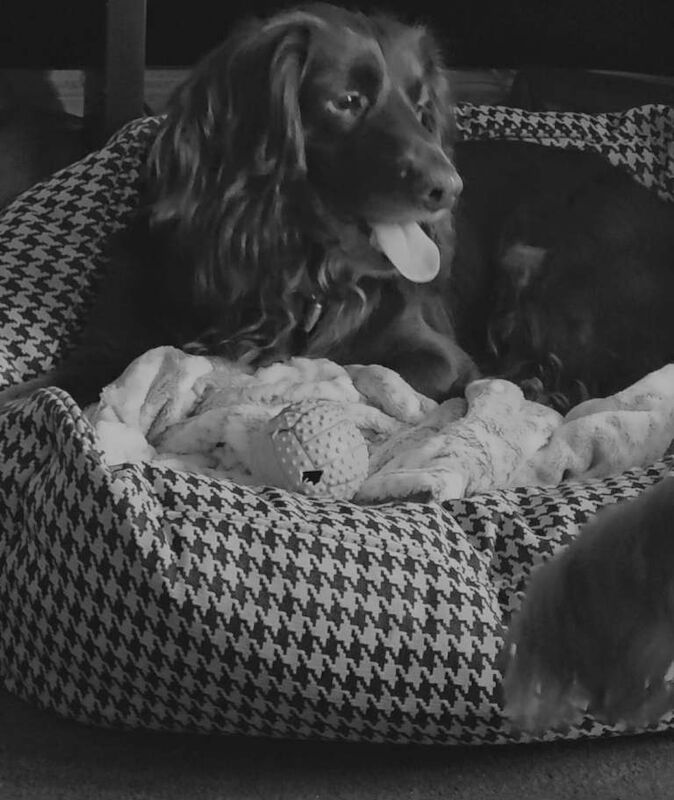 Cocker Spaniel Puppies For Sale In Queensferry, Edinburgh | Cocker ...