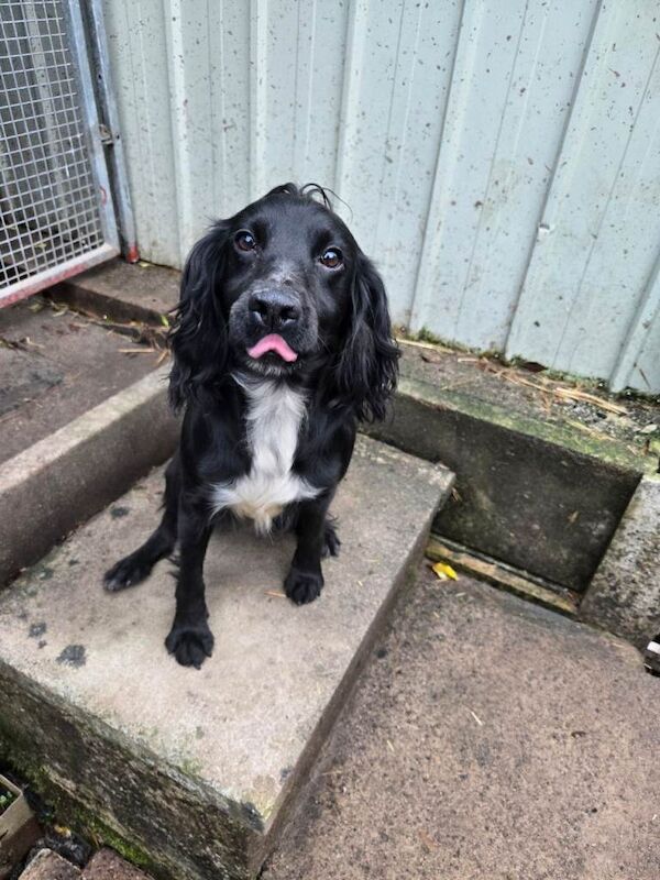 Cocker Spaniel KC Registered 5 Year Old For Sale in Skelmersdale ...