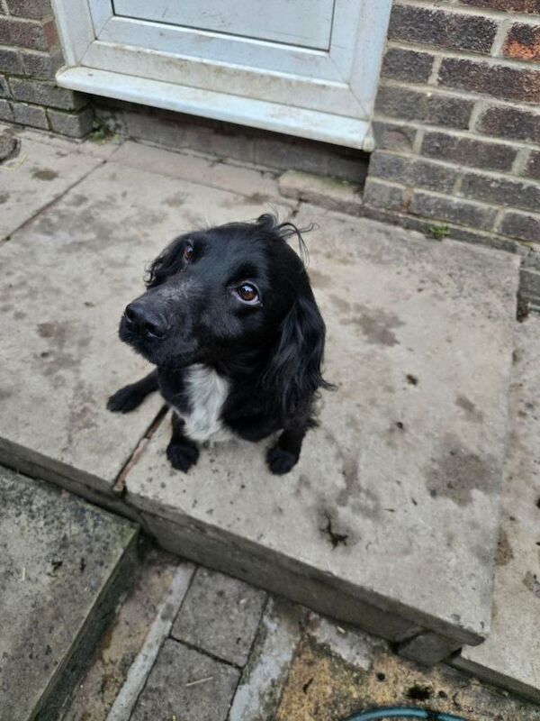 Cocker Spaniel KC Registered 5 Year Old For Sale in Skelmersdale ...