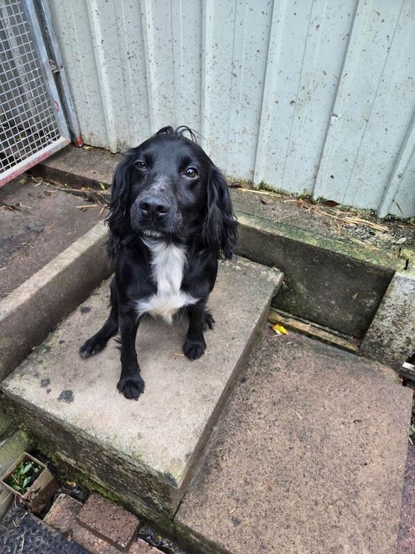 Cocker Spaniel KC Registered 5 Year Old For Sale in Skelmersdale ...