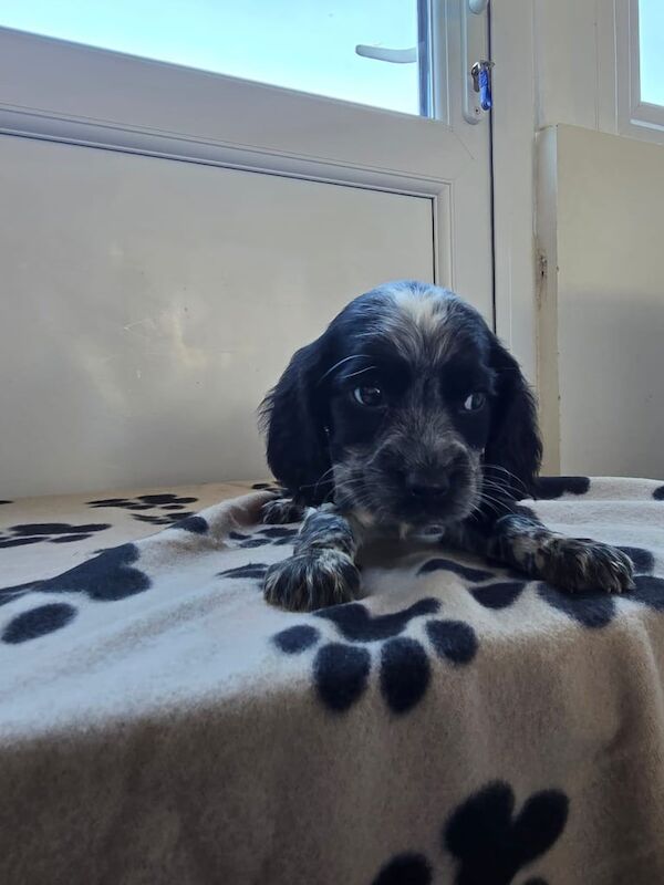 Cocker Spaniel Puppies For Sale in Romford, Greater London | Cocker ...