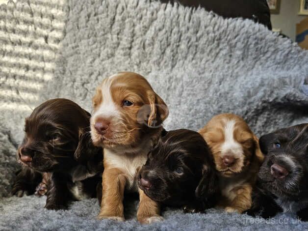 Cocker Spaniel Puppies For Sale | Cocker Spaniel Owners