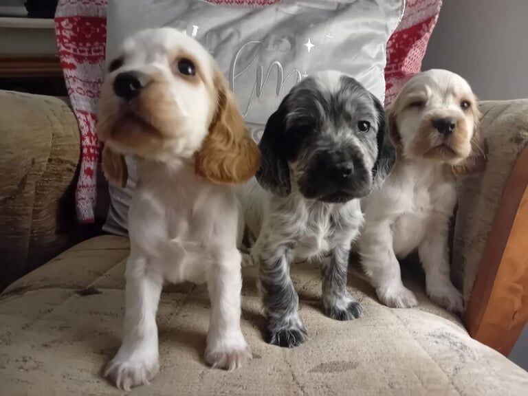 Blue Roan Cocker Spaniel Puppies For Sale | Cocker Spaniel Owners