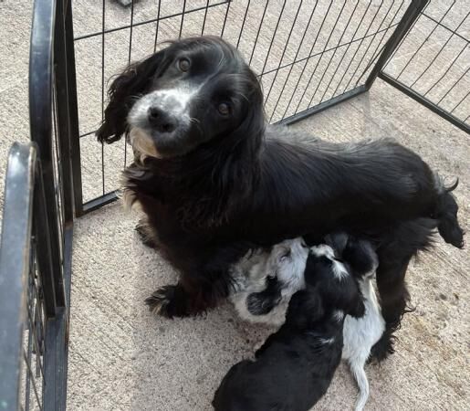 Cocker Spaniel Puppies Mixed Colours For Sale in Frome, Somerset