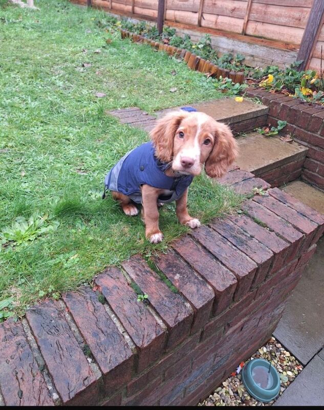 Cocker Spaniel Puppy For Sale in Scunthorpe, Lincolnshire | Cocker ...