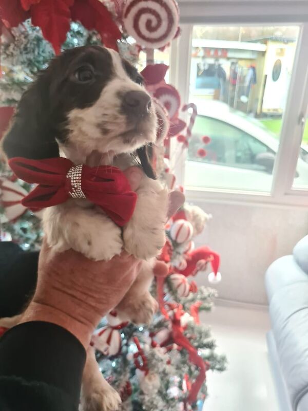 Cocker-spaniel Puppy - Ready To Go - Show And Working Line - Cocker ...