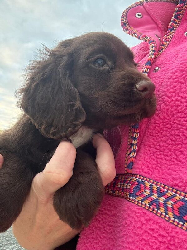 Cocker Spaniel Puppies For Sale From Private Sellers Under £665 ...