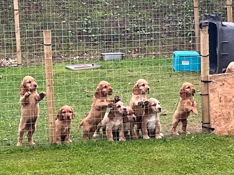 Kennel Club Registered Golden Cocker Spaniel Puppies For Sale | Cocker ...