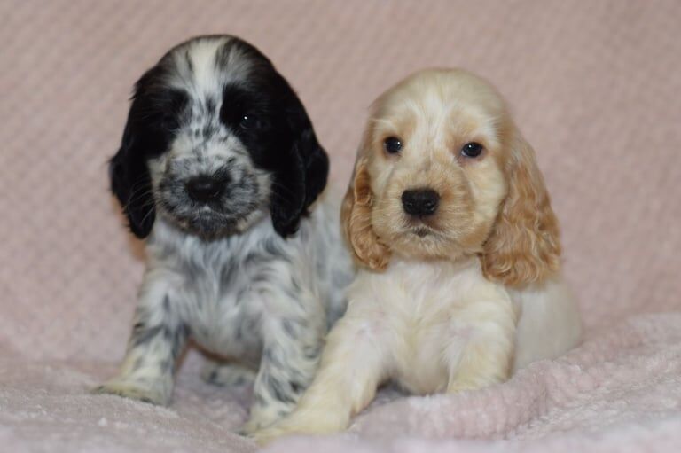 Blue Roan Cocker Spaniel Puppies For Sale | Cocker Spaniel Owners